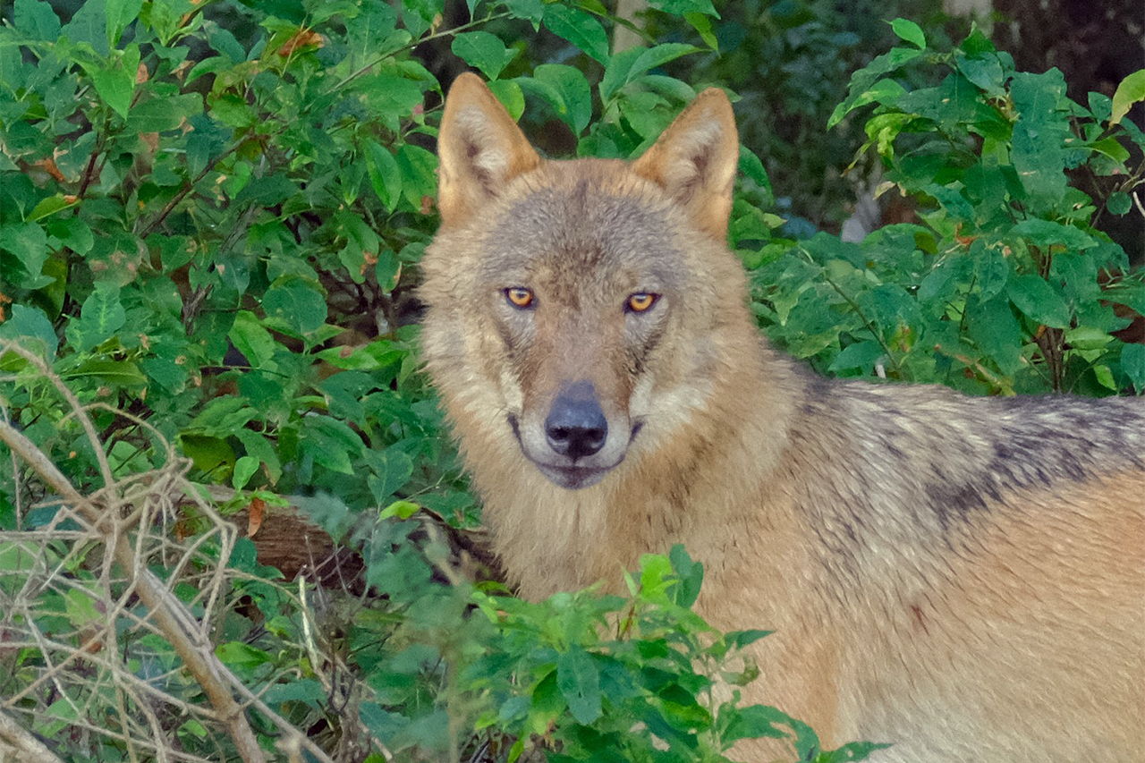 Lezing Oog In Oog Met Een Wolf Hilversum100